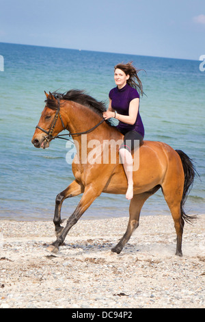 Anglo-Arabian. Bay horse galloping out from the Baltic Sea Stock Photo ...