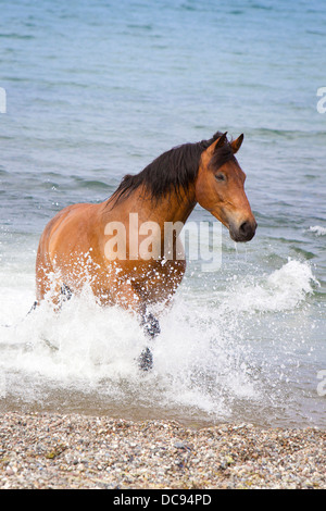 Anglo Arab Horse Trotting Stock Photo - Alamy