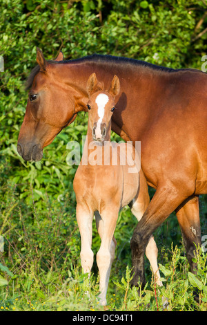 Anglo-Arabian Bay mare her chestnut foal meadow Stock Photo - Alamy