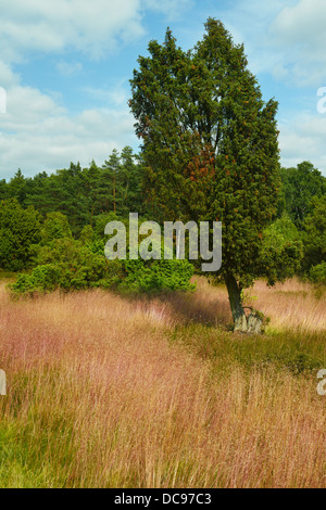 Heath Heiliger Hain, Wesendorf, Lower Saxony, Germany Stock Photo - Alamy