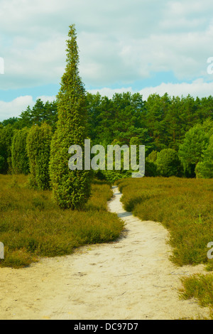 Heath Heiliger Hain, Wesendorf, Lower Saxony, Germany Stock Photo - Alamy