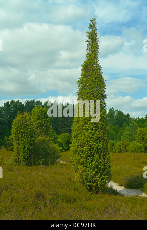 Heath Heiliger Hain, Wesendorf, Lower Saxony, Germany Stock Photo - Alamy