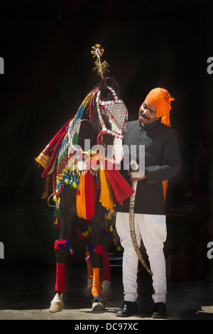 Marwari Horse. Black horse with with traditional tack, portrait. India ...