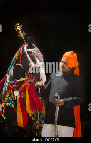 Marwari Horse. Black horse with traditional tack (bridle and saddle ...