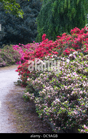 Azalea and rhododendron borders Stock Photo - Alamy