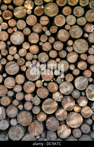 stack of sawn round firewood. background of tree trunks Stock Photo - Alamy