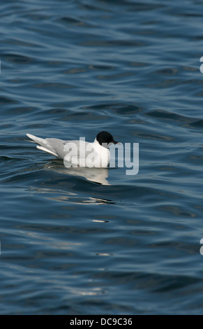 Adult Little Gull (Hydrocoloeus minutus) in summer plumage migrating ...
