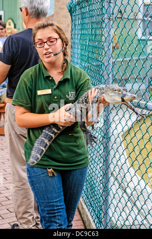 Animal handler with alligator Stock Photo - Alamy