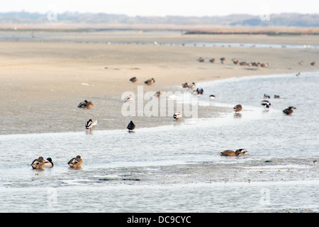 Water birds at the Slufter on Dutch wadden island Texel Stock Photo - Alamy