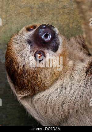 Two-toed sloth, Choloepus Didactylus, super sleepy & laid-back animal ...