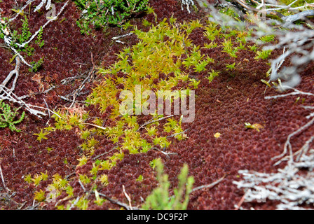 Sphagnum moss growing amongst heather in the Scottish moorland Stock ...