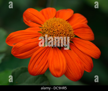 Tithonia Rotundifolia Flower Stock Photo - Alamy