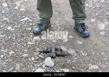 Fresh tiger scat on a forest trail in Bardia National Park, Nepal Stock ...