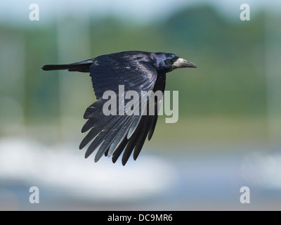 Corvus frugilegus Rook with wings spread in flight against blue sky ...
