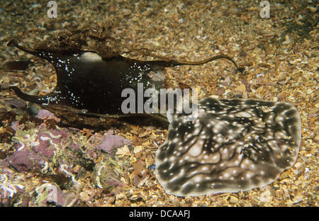 Undulate Ray (Raja undulata) hatching Stock Photo - Alamy
