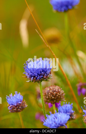 Thistle on Valentia Island, County Kerry, Ireland Stock Photo - Alamy