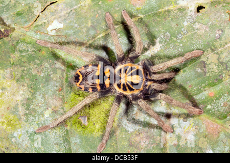 Zebra tarantula (Hapalopus sp.) in the rainforest understory, Ecuador ...