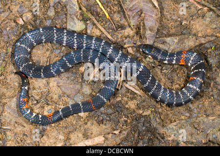 Black Ground Snake (Atractus elaps) a false coral with bands like a ...