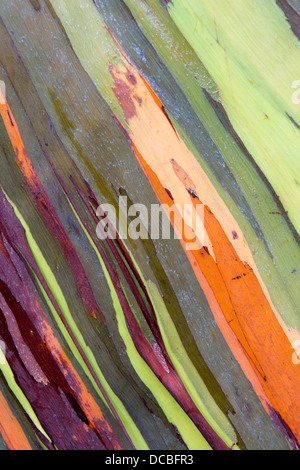 The multi-colored bark of a Eucalyptus tree looks like an abstract ...