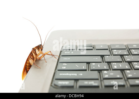 Cockroach climbing on keyboard to present about computer attacked from ...