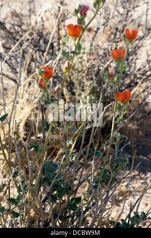 Desert mallow Sphaeralcea ambigua in the Cottonwood Mountains Joshua ...