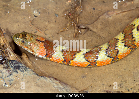 South American Water Snake (Helicops angulatus) in a pool on the ...
