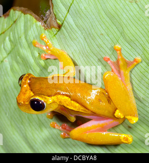Upper Amazon Treefrog (Dendropsophus bifurcus), female sitting on a ...