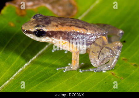 Rocket Frog Allobates Insperatus On A Leaf Orellana Province