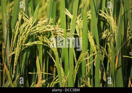 RICE BEING GROWN IN FIELD AT LAMAN PADI LANGKAWI MALAYSIA Stock Photo ...