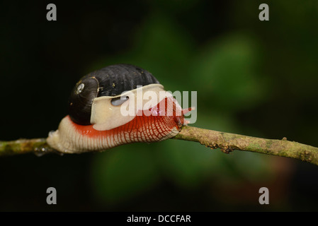 Indrella ampulla - a mollusk endemic to Western Ghats of India ...