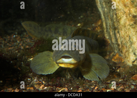 Aalmutter, Aal-Mutter, Zoarces viviparus, eel pout, viviparous blenny ...