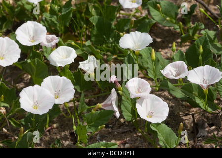 Acker-Winde, Ackerwinde, Convolvulus arvensis, Field Bindweed Stock ...