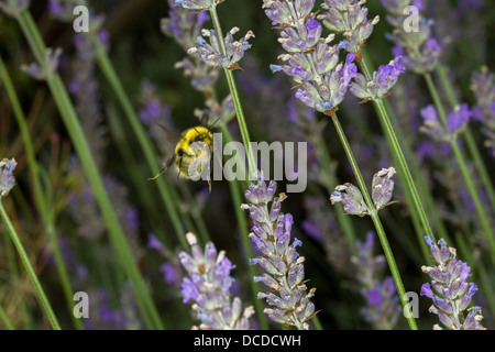 Bee. Anthophora plumipes (Anthophoridae) in flight Stock Photo - Alamy