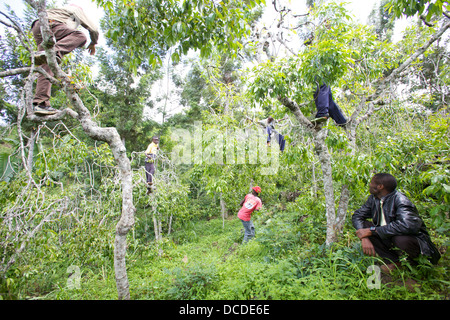 Men harvesting Khat trees in an orchard, Maua, Meru Region, Kenya Stock ...