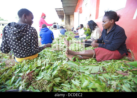 Kenya, East Africa, Meru, Women planting seedlings in a tree nursery ...