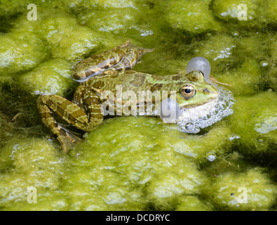 Croaking frog with swollen vocal sacs Stock Photo - Alamy