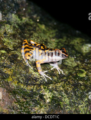 Spotted Stream Frog (Hylarana picturata), Gunung Gading National Park ...