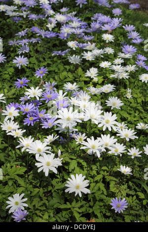 Daisy like blue and white Felicia amelloides Stock Photo - Alamy