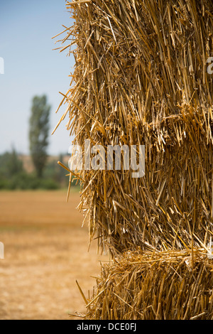 Corn fields in Gaillac, France Stock Photo - Alamy
