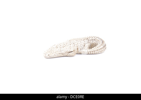 Dried crocodile head souvenir with sharp teeth and scary texture on ...