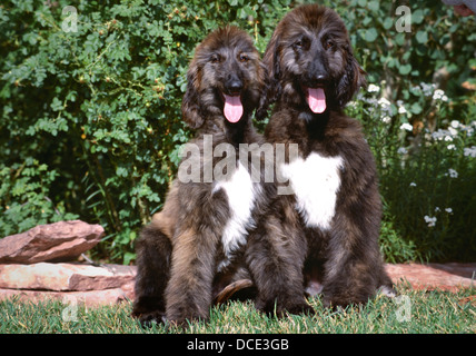 Two young Afghan hounds sitting together in grass, flowers behind Stock ...