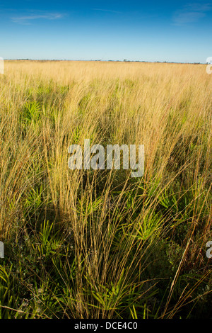 Prairie grasses, Kissimmee Prairie Preserve State Park, Florida, USA ...