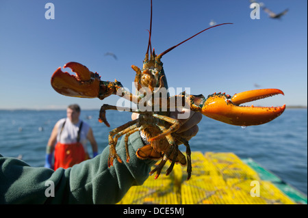 Man showing lobster with fisherman in background Stock Photo: 92837419 ...