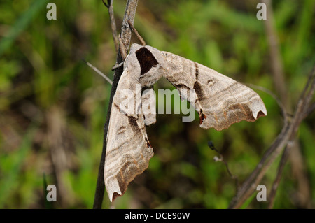 Twin-spotted Sphinx (Smerinthus jamaicensis Stock Photo - Alamy
