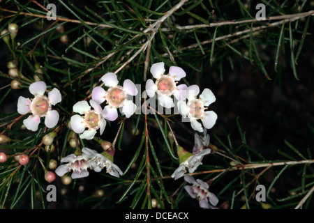 Close-up of Teatree/ Tea tree /Tea-tree flowers - Leptospermum - Family ...