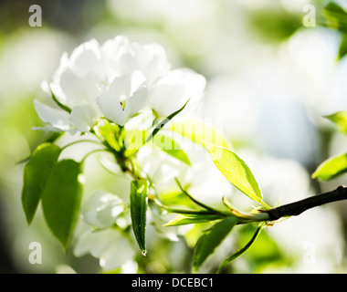 Closeup blossoming apple tree brunch with flowers Stock Photo - Alamy