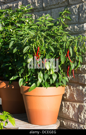 A potted chili pepper plant (Turkish Aci Sivri Cayenne - Capsicum ...