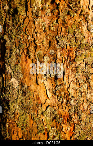Pine tree, bark close-up. Close-up of pine bark in the forest for a ...