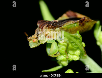 A closeup of an ambush bug on a plant Stock Photo - Alamy