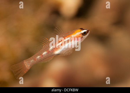 masked goby, coryphopterus personatus Stock Photo - Alamy